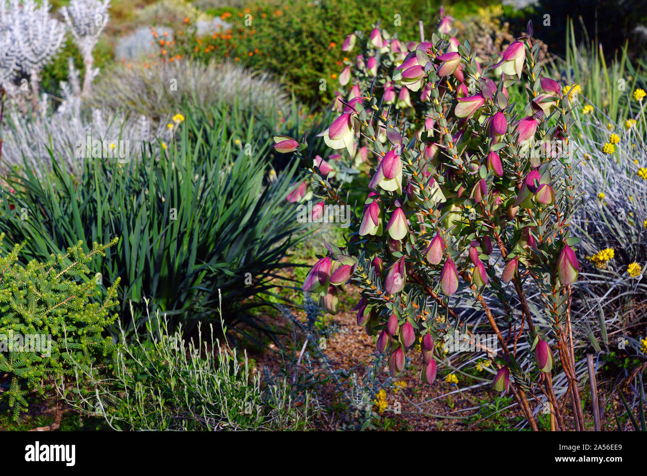 View of a Qualup Bell plant (Pimelea physodes) in Australia Stock Photo ...
