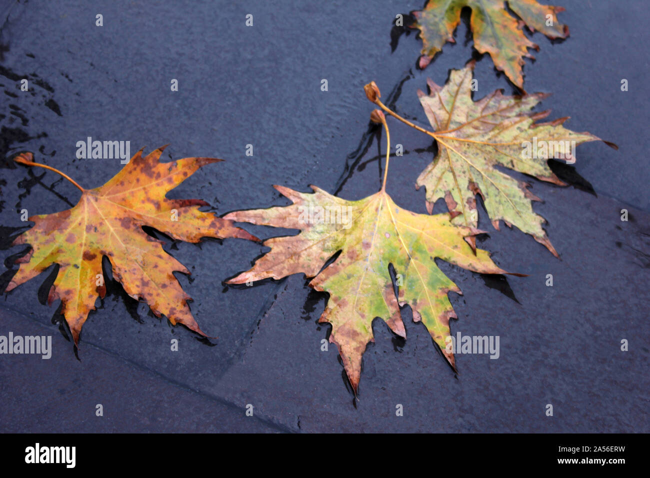 Leaves frame foliage framework fall hi-res stock photography and images ...