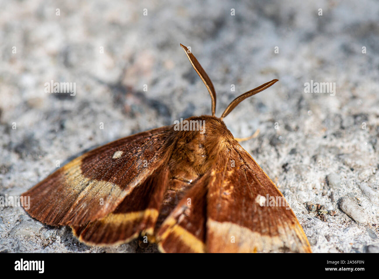 An oak eggar moth (Lasiocampa quercus) with a damaged wing Stock Photo ...