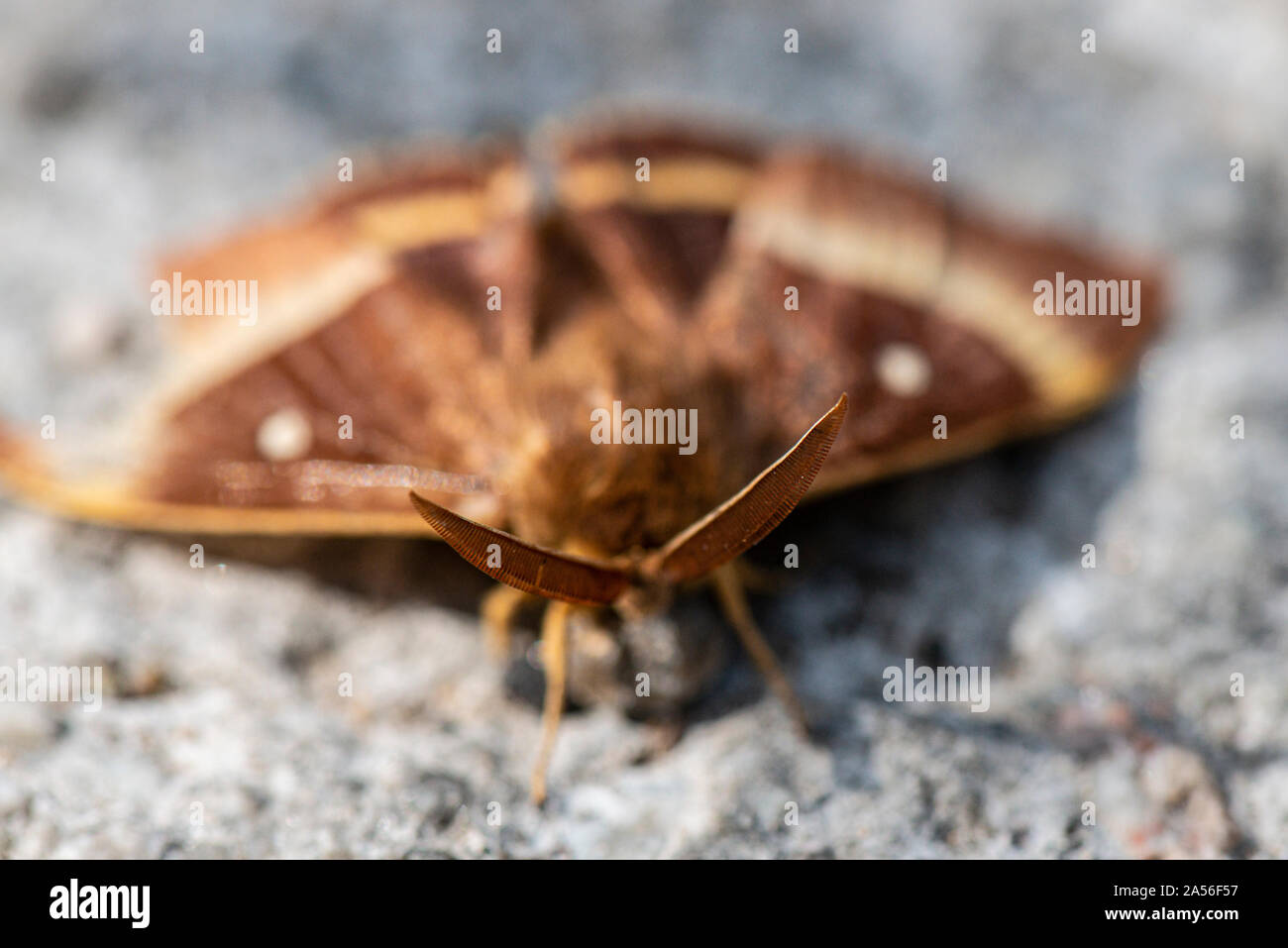 An oak eggar moth (Lasiocampa quercus) with a damaged wing Stock Photo ...