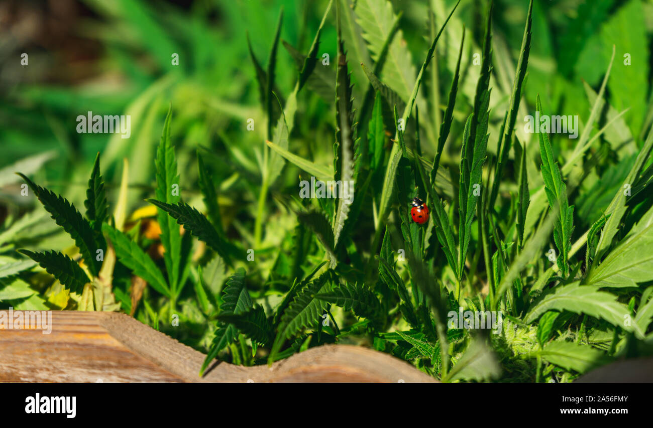 Ladybug close-up on cannabis leaf, cultivation of cannabis indica ...