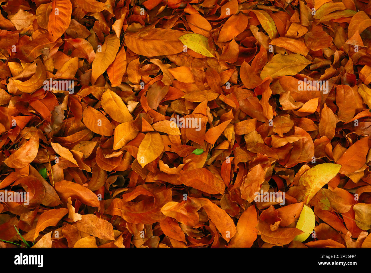 Autumn Fall Leaves background with red and orange color Stock Photo - Alamy