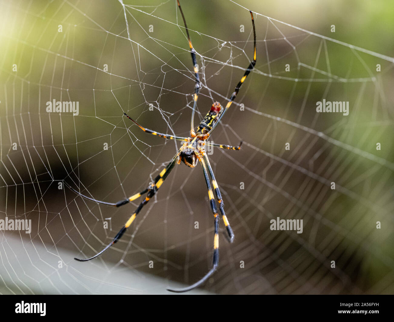 A Nephila clavata, a type of orb weaver spider native to Japan where it ...