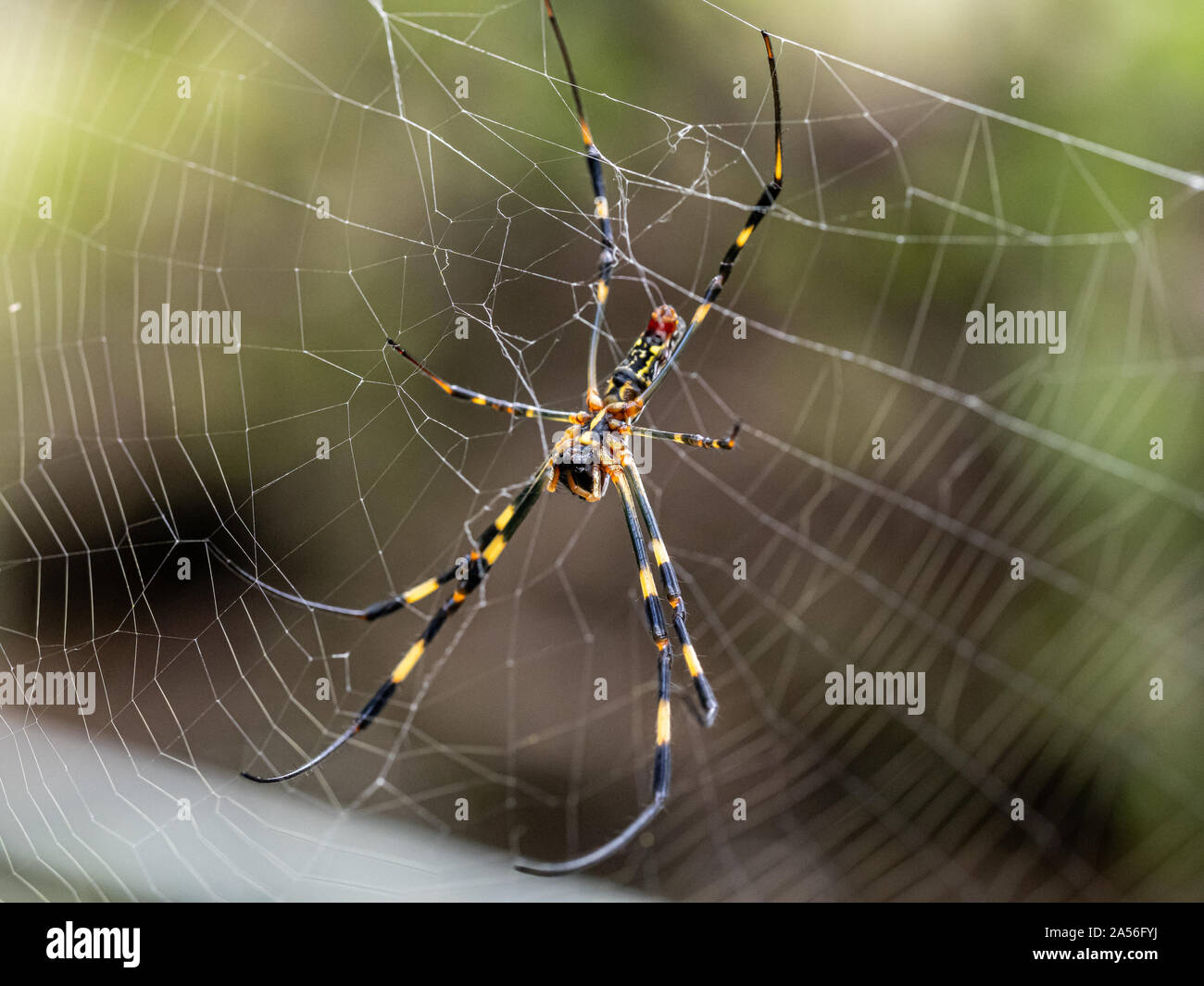 A Nephila clavata, a type of orb weaver spider native to Japan where it ...
