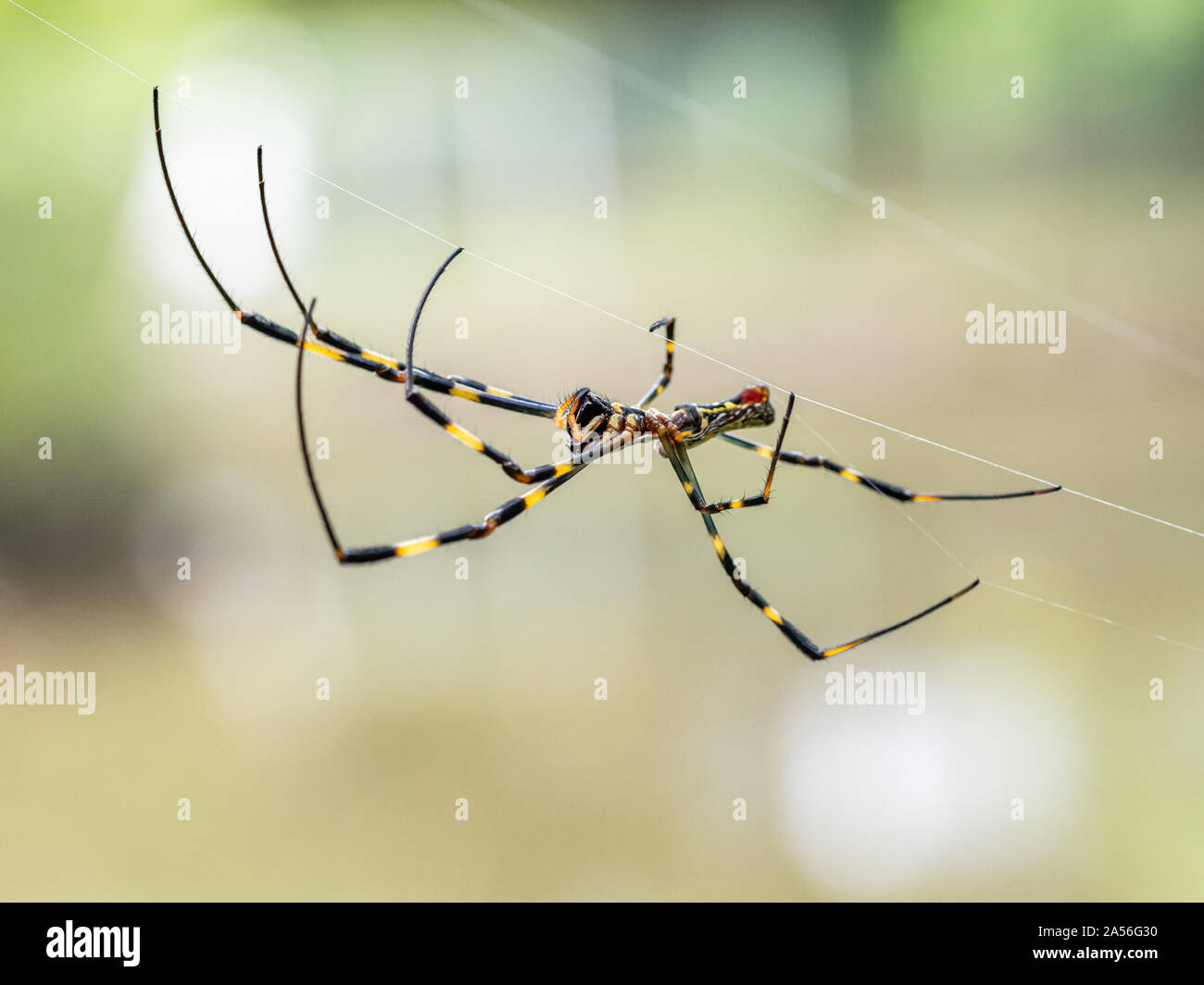 A Nephila clavata, a type of orb weaver spider native to Japan where it ...