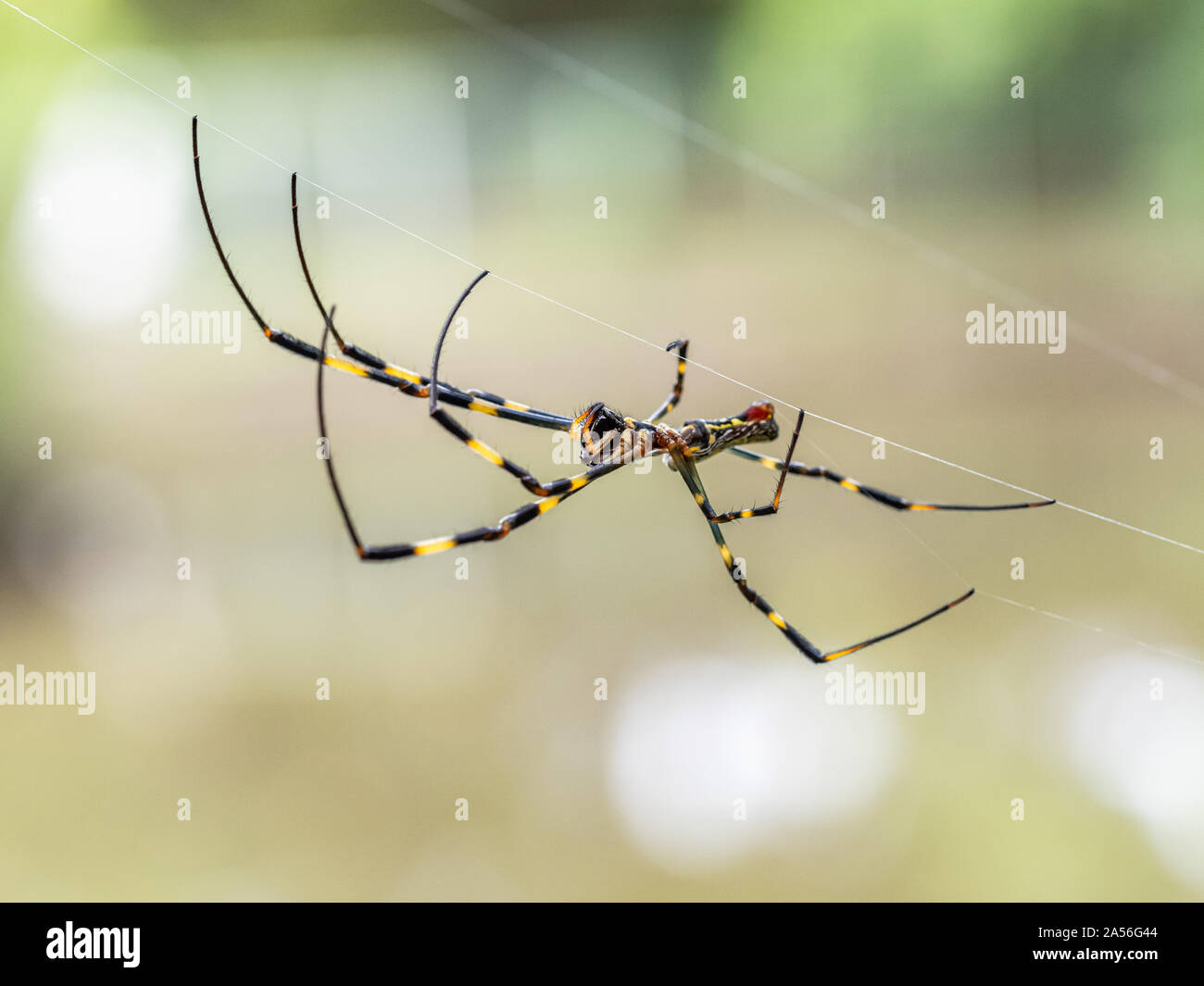 Nephila clavata joro spider hi-res stock photography and images - Alamy