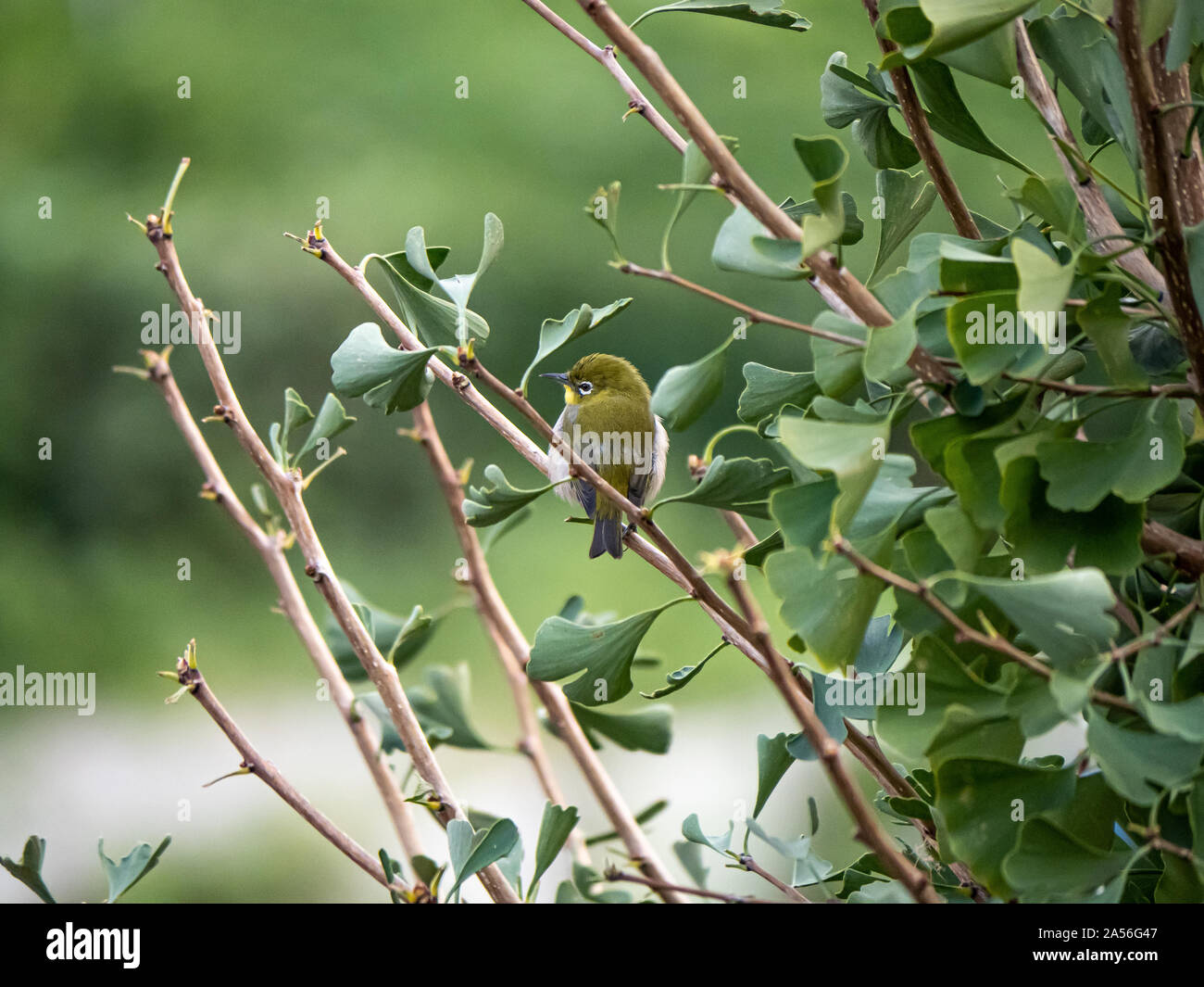 A Japanese warbling white-eye, Zosterops japonicus, also known as a ...