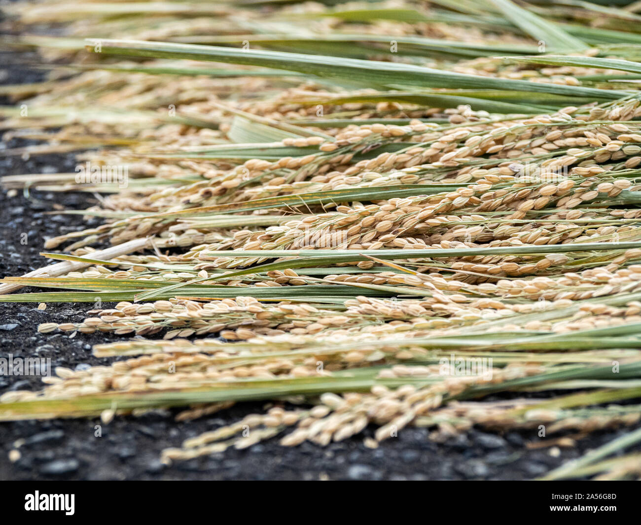 Japanese farmer rice paddy hi-res stock photography and images - Alamy