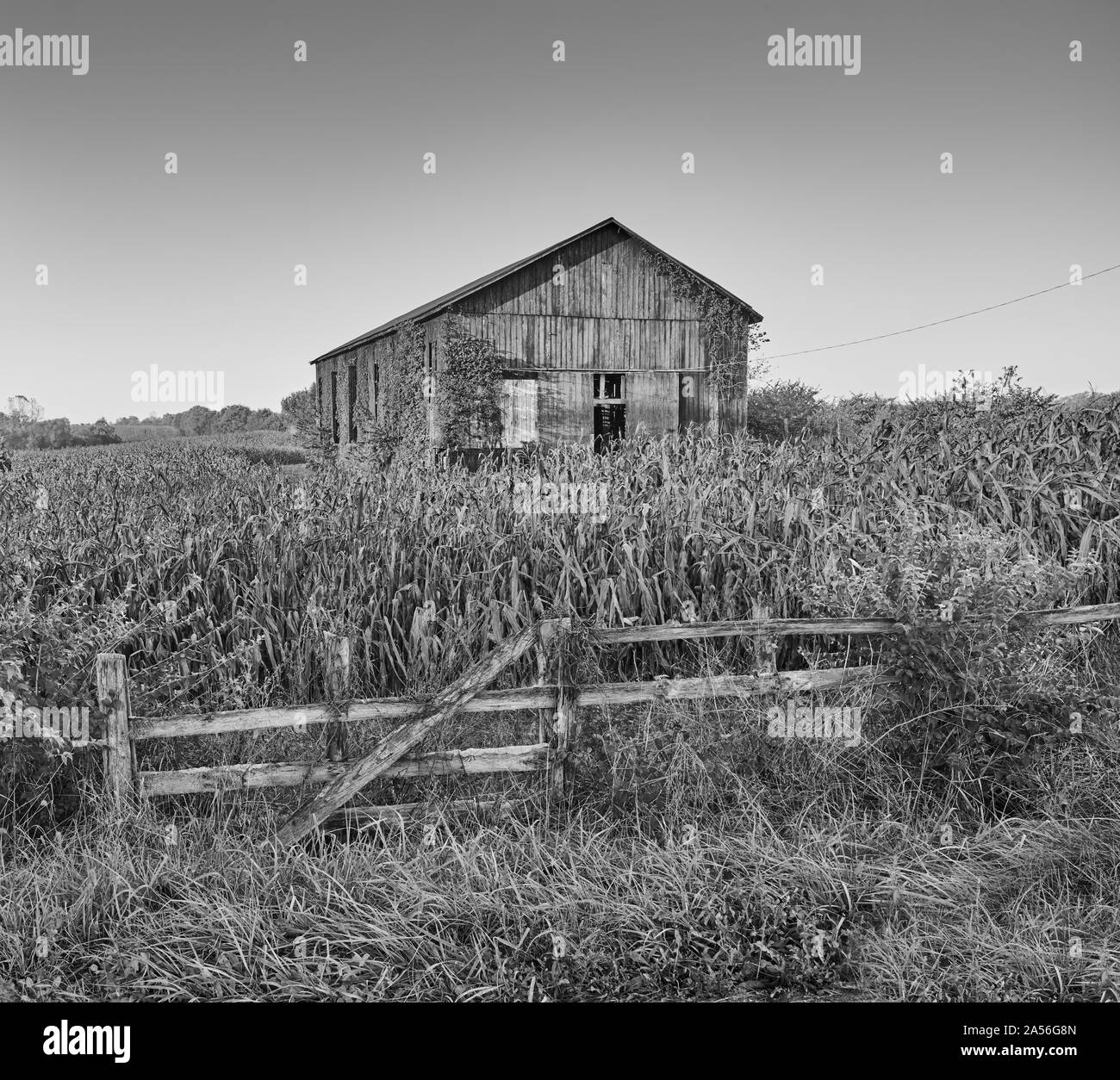 Barn in meadow field Black and White Stock Photos & Images - Alamy