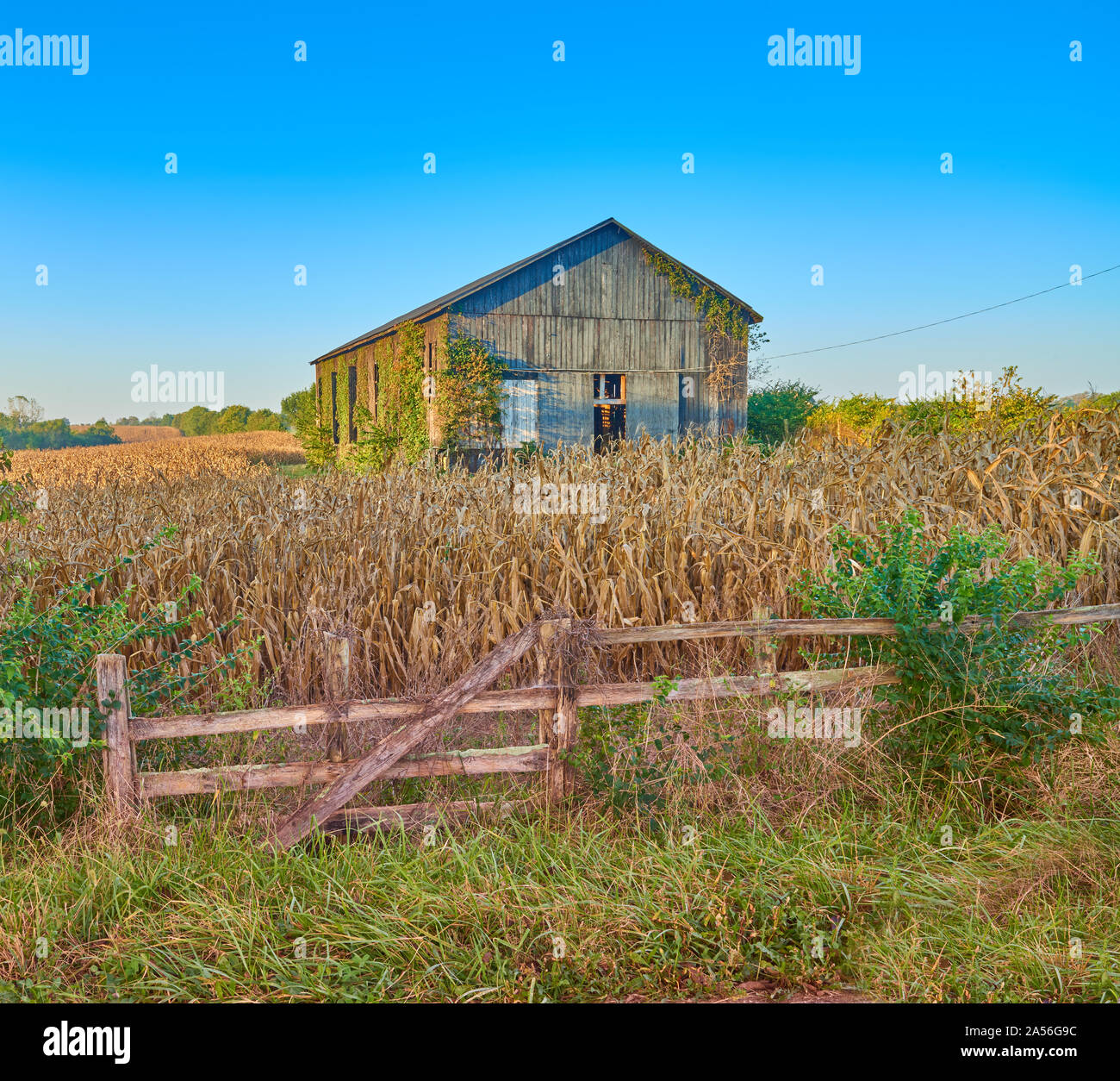 Ivy Covered Barn in a Corn Field, KY Stock Photo - Alamy