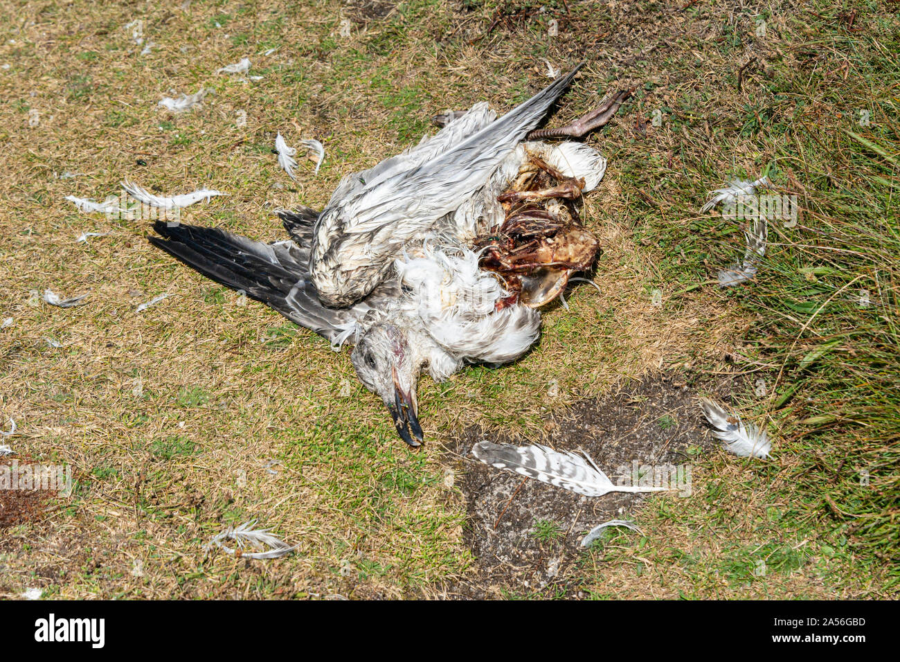 Dead bird cornwall hi-res stock photography and images - Alamy