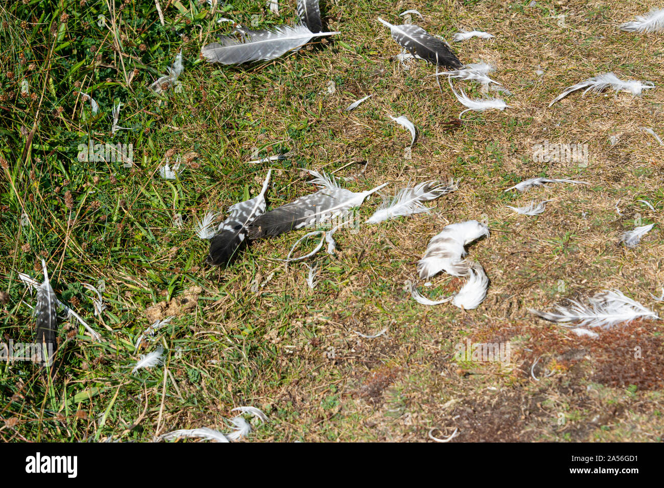 The feathers of a dead juvenile gull Stock Photo - Alamy