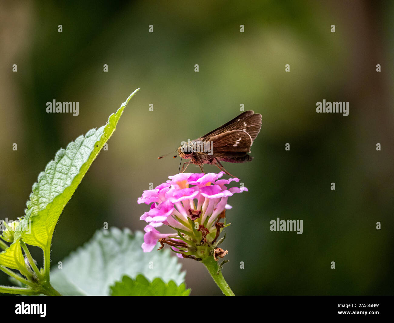 A common straight swift butterfly, Parnara guttata, feeds on nectar ...