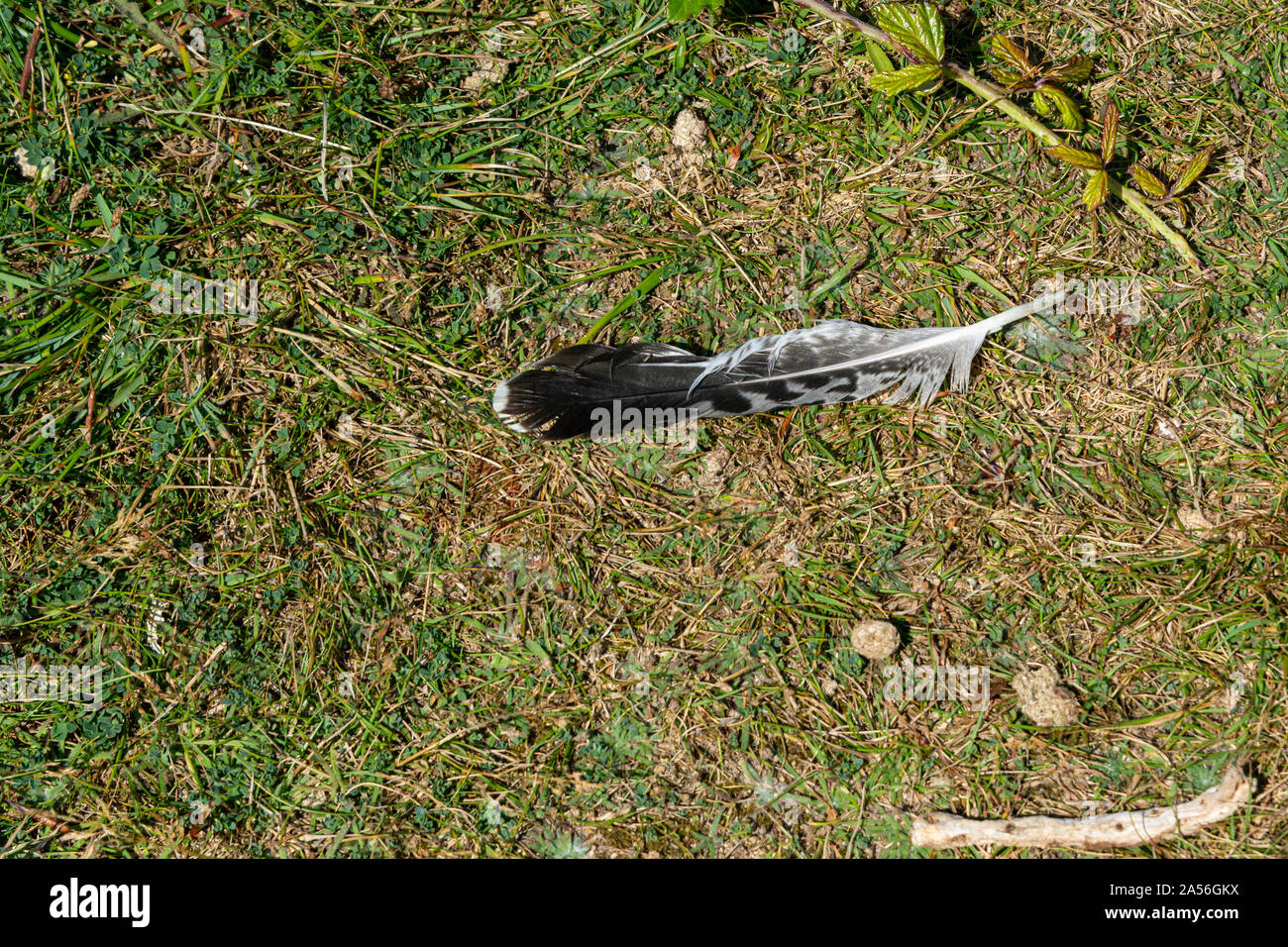 Dead bird isles of scilly hi-res stock photography and images - Alamy