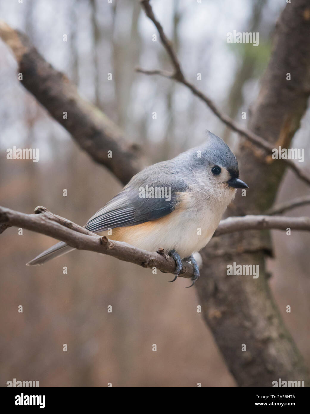 Tuffted titmouse hi-res stock photography and images - Alamy