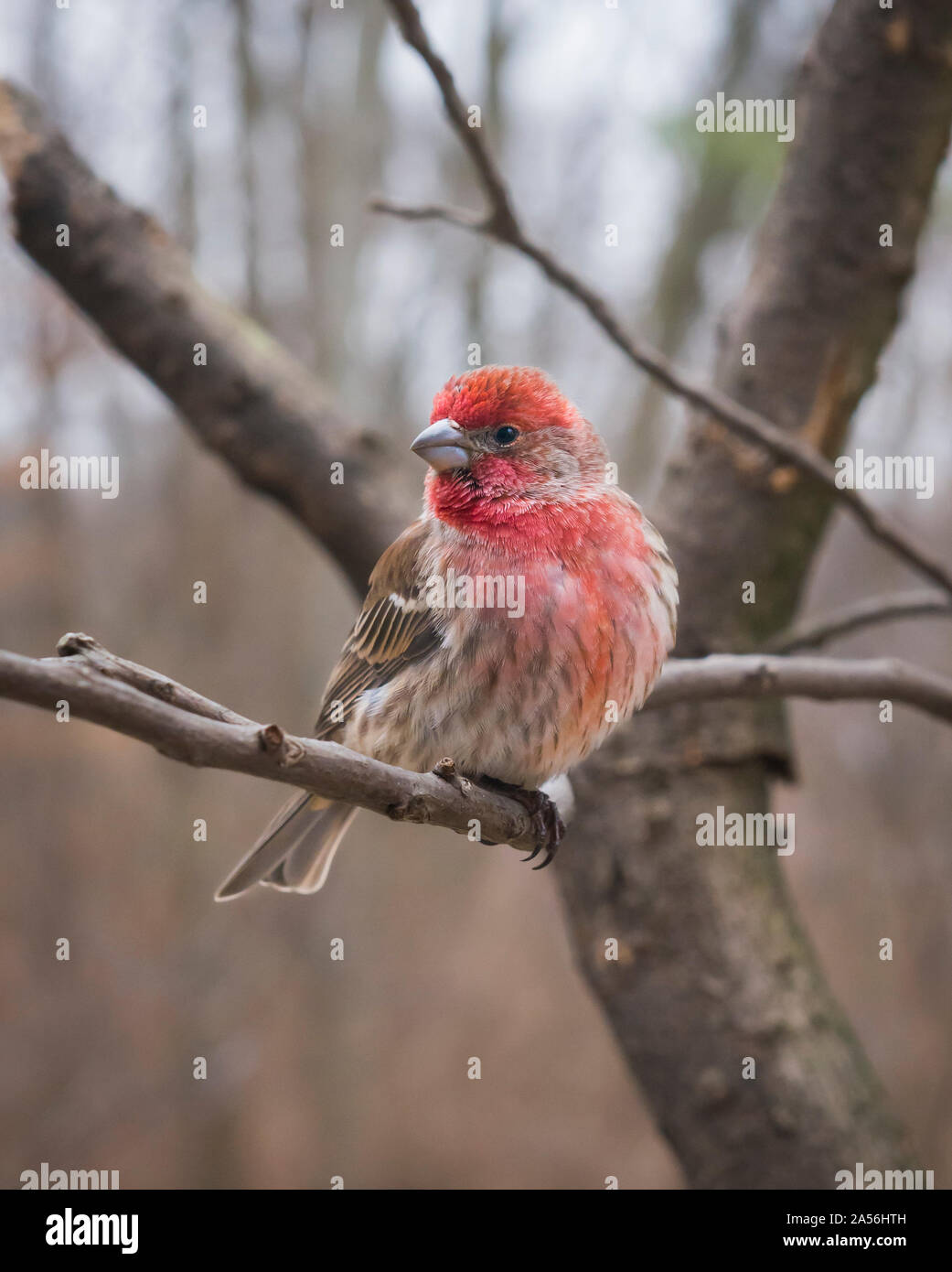 Male House Finch sitting on branch Stock Photo - Alamy