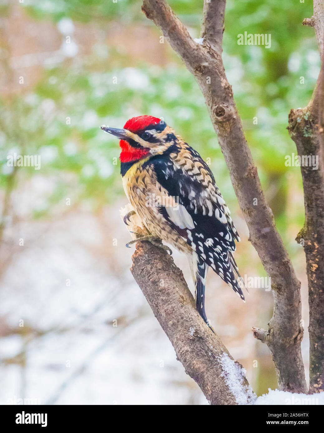 North american sapsucker hi-res stock photography and images - Alamy