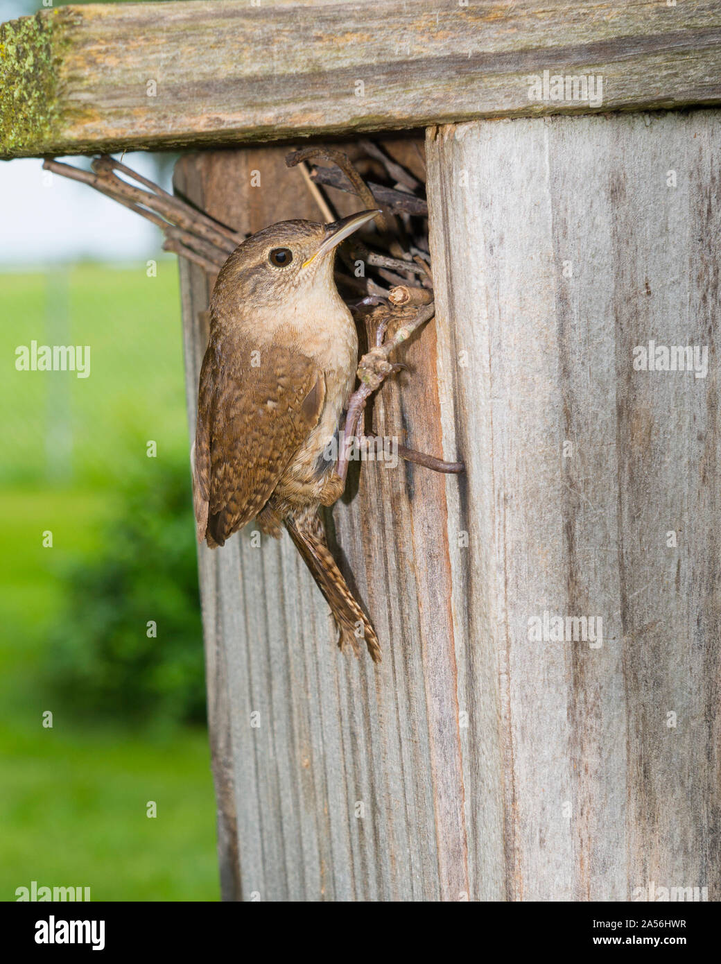 House Wren at Nesting Box Stock Photo - Alamy