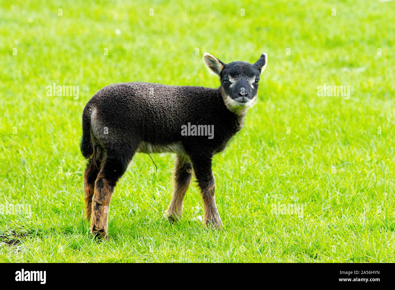 Lambs legs hi-res stock photography and images - Alamy