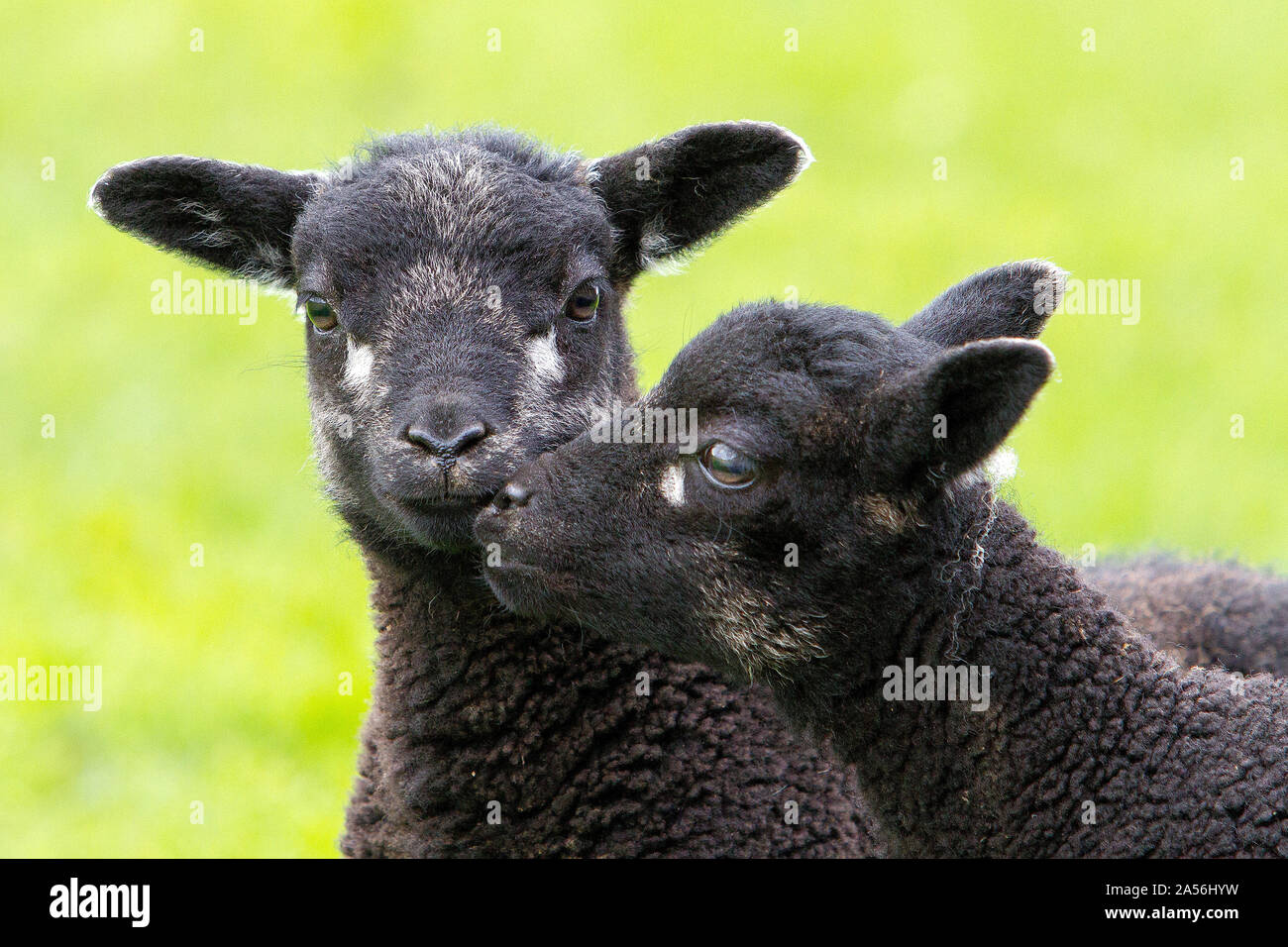 Lambs in Spring Stock Photo - Alamy