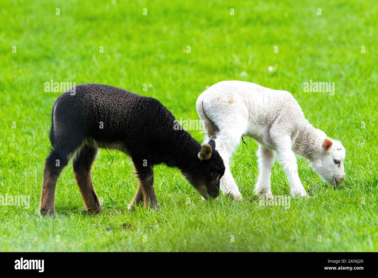 Lambs legs hi-res stock photography and images - Alamy