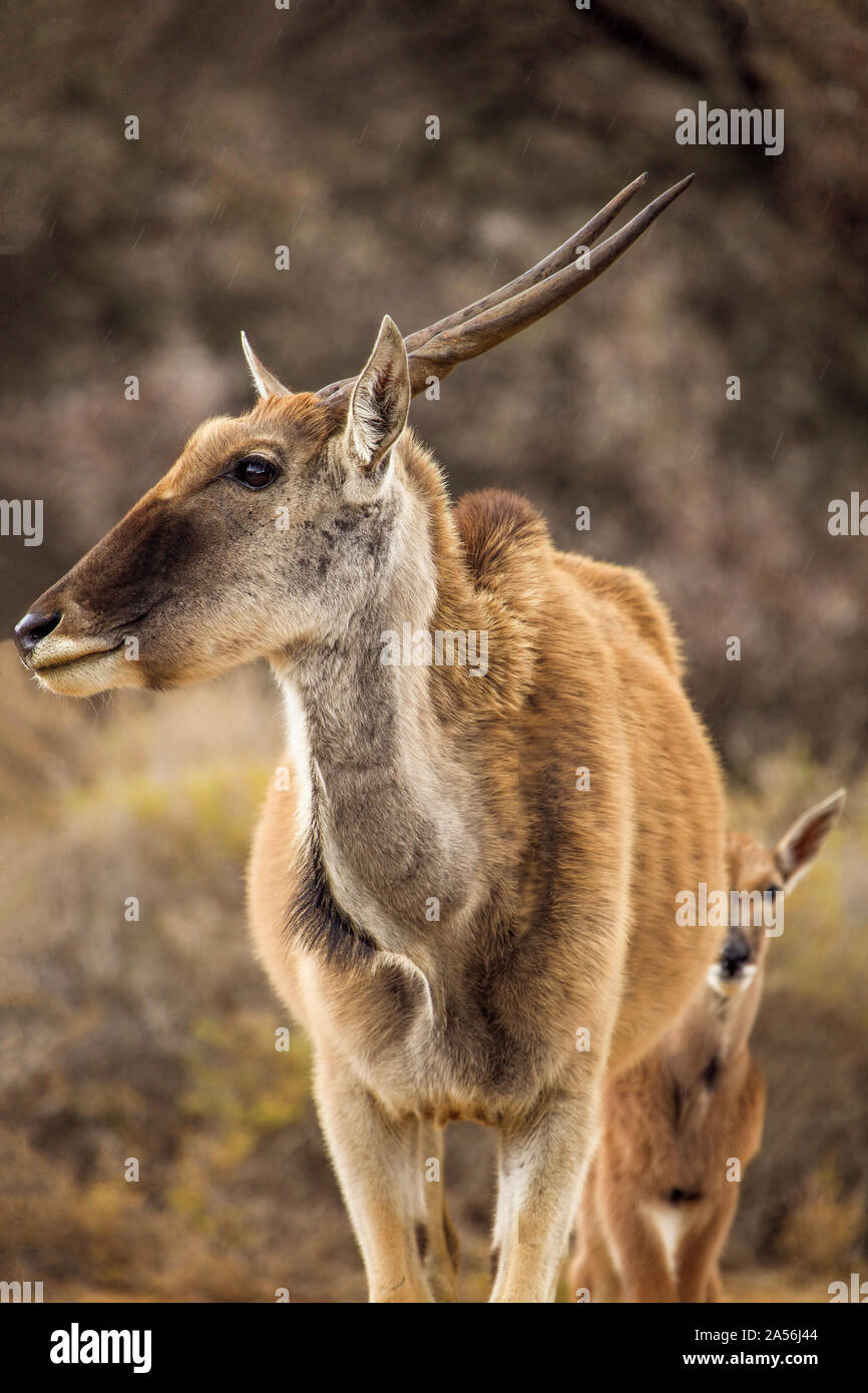 Antelope and calf in nature reserve, Touws River, Western Cape, South ...