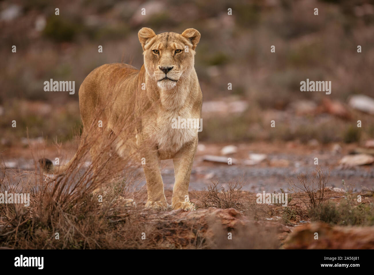 Lioness in nature reserve, Touws River, Western Cape, South Africa ...