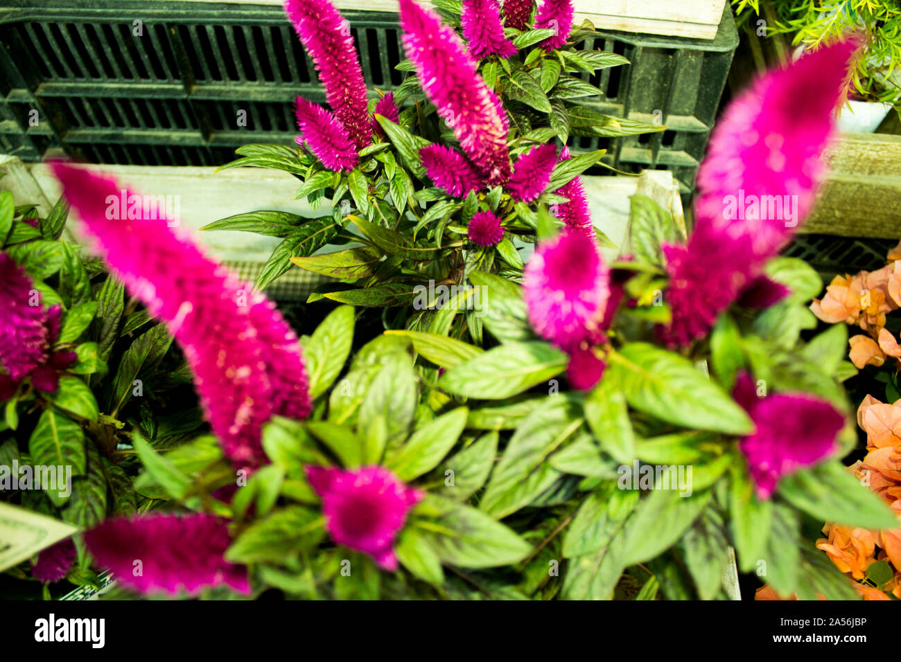 flora of different spices Stock Photo - Alamy