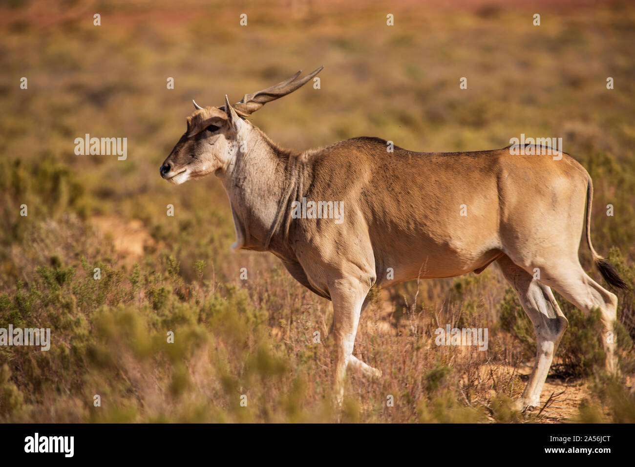 Antelope in nature reserve, Touws River, Western Cape, South Africa ...