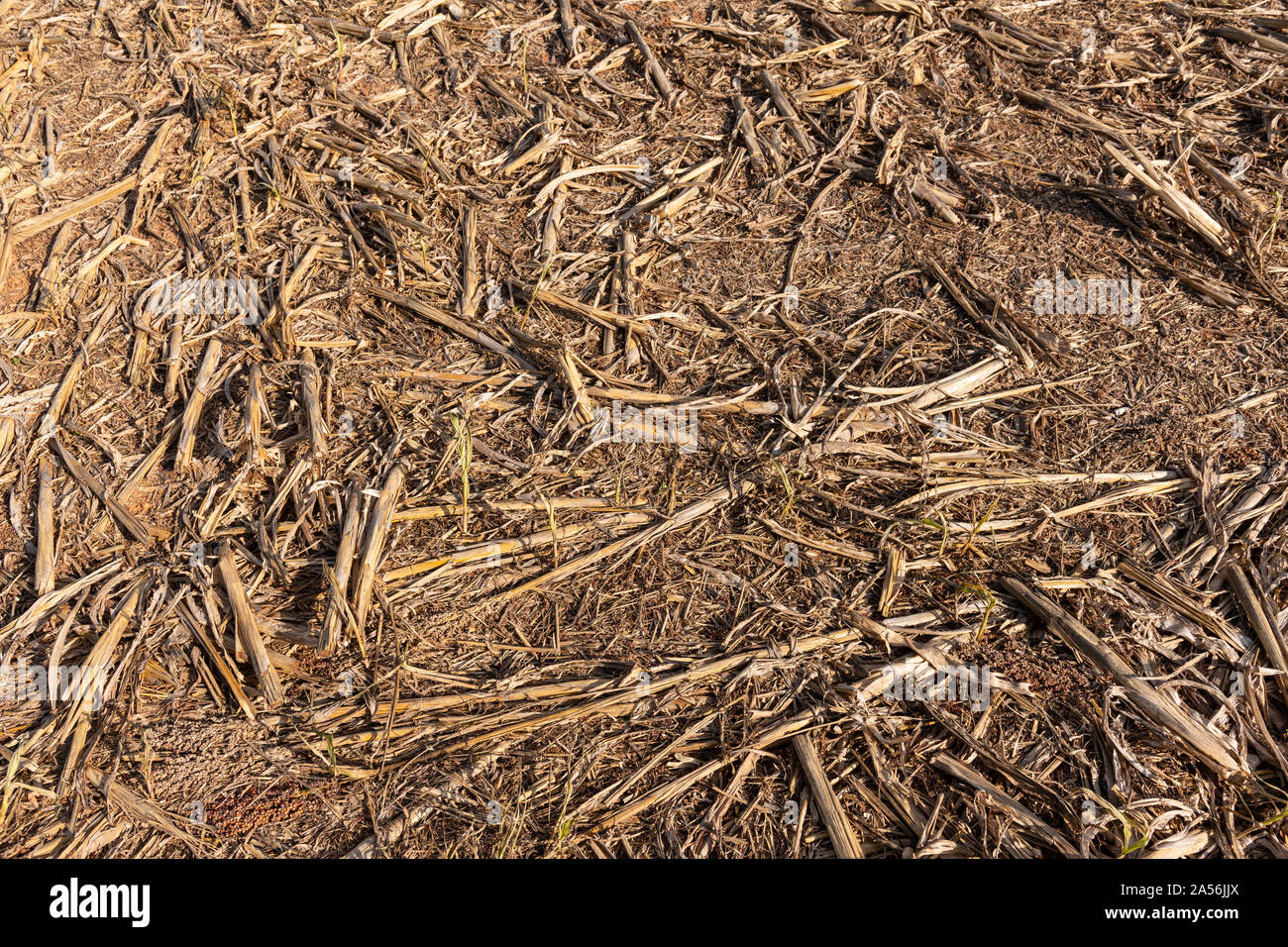 Millet or sorghum background texture close-up after the harvest with ...
