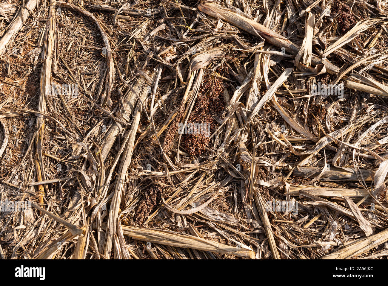Millet or sorghum background texture close-up after the harvest with ...