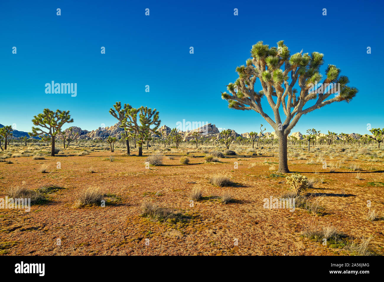 Joshua Trees in the Mojave Desert with boulder formation in the distant ...