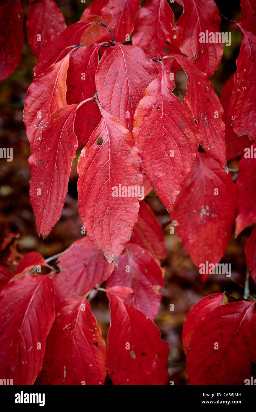 Maroon colour leaves hi-res stock photography and images - Alamy