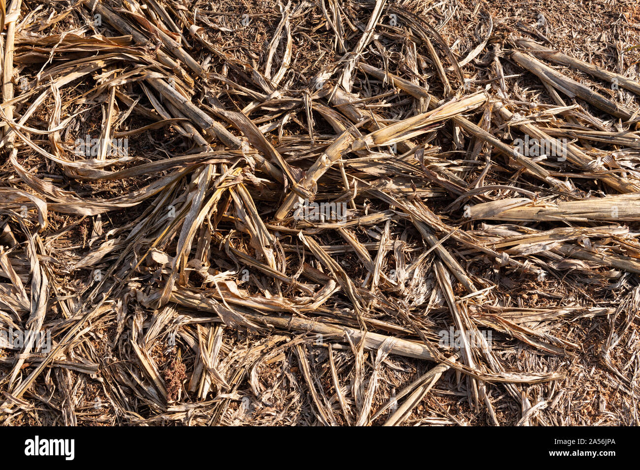 Millet or sorghum background texture close-up after the harvest with ...