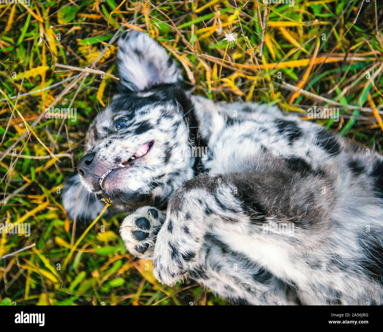 funny Labrador puppy dog with different color eyes Stock Photo - Alamy