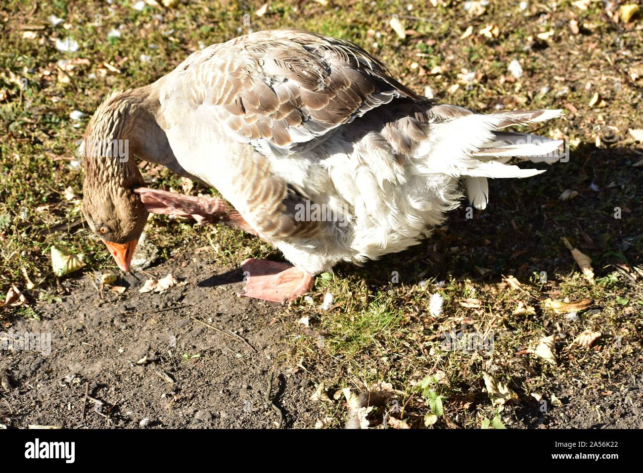 Funny Goose Stock Photos & Funny Goose Stock Images - Alamy