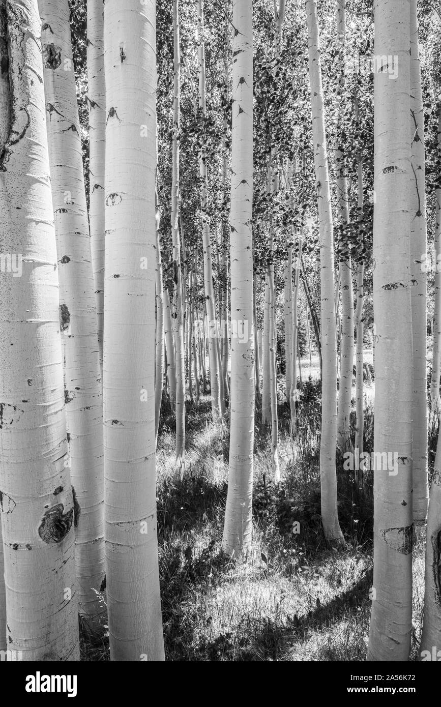B&W of Aspen Tree Grove Stock Photo - Alamy