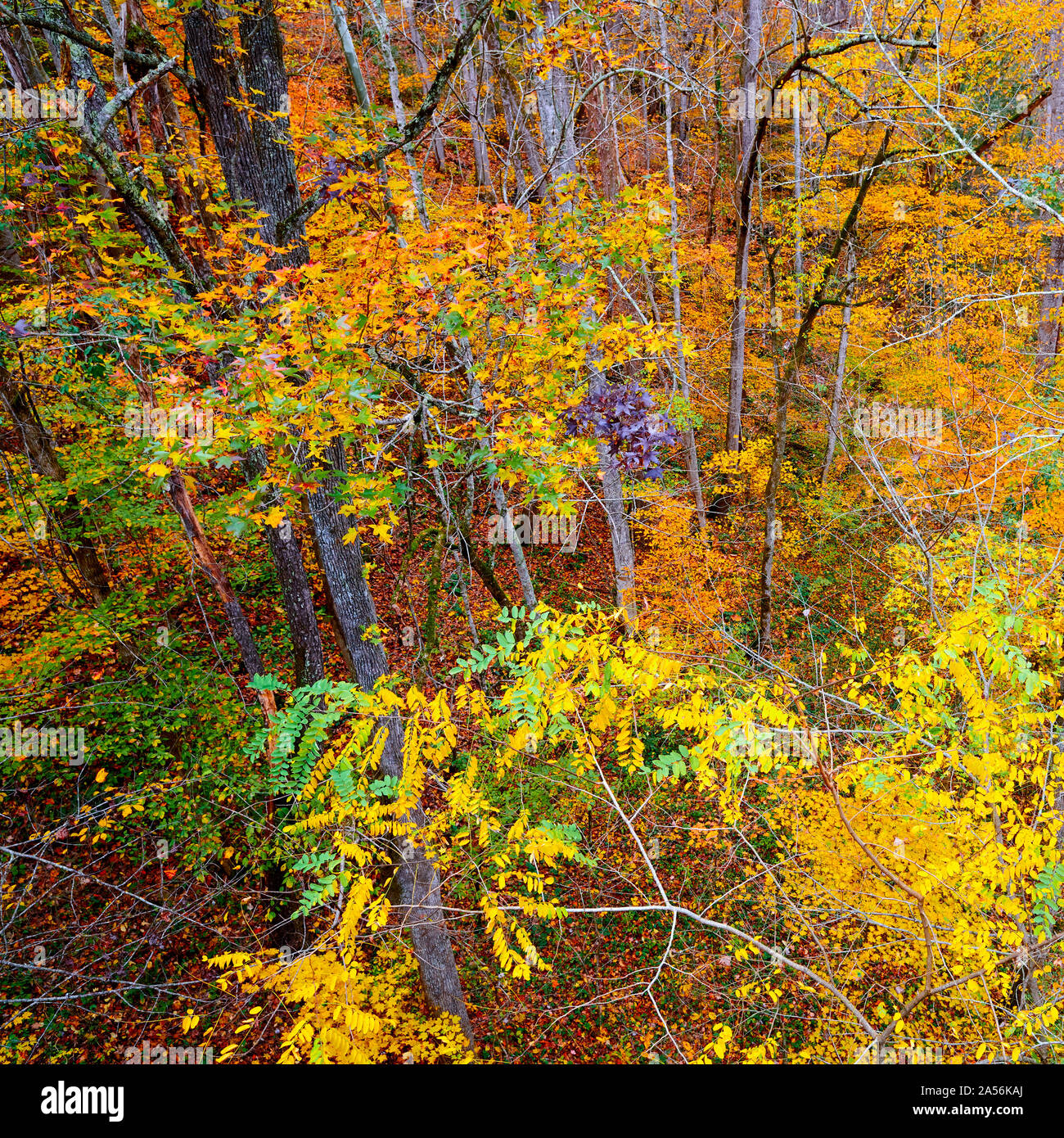 Colorful Fall Foliage Stock Photo - Alamy
