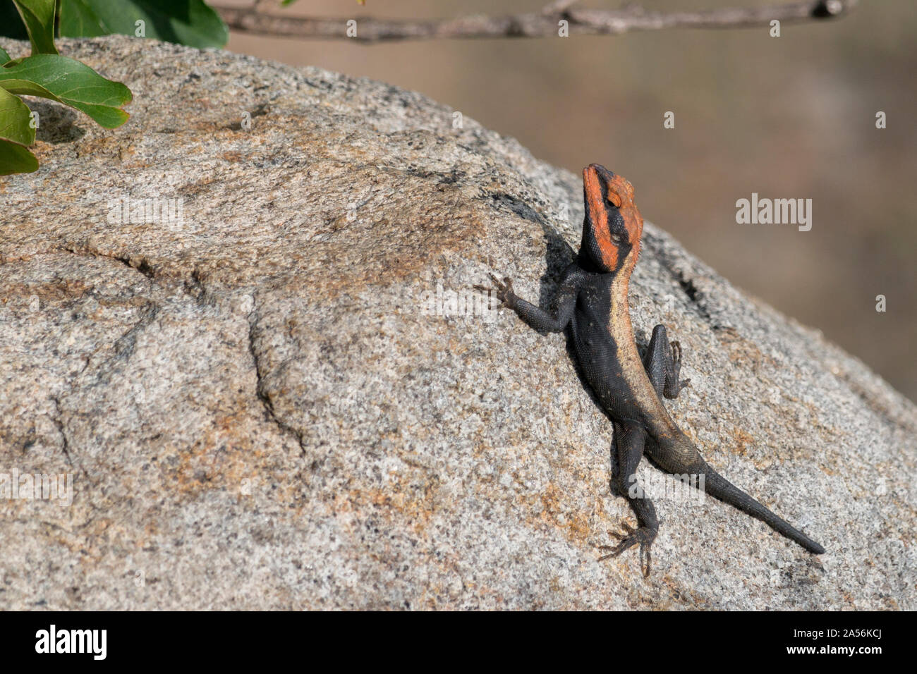 Red head lizard hi-res stock photography and images - Alamy