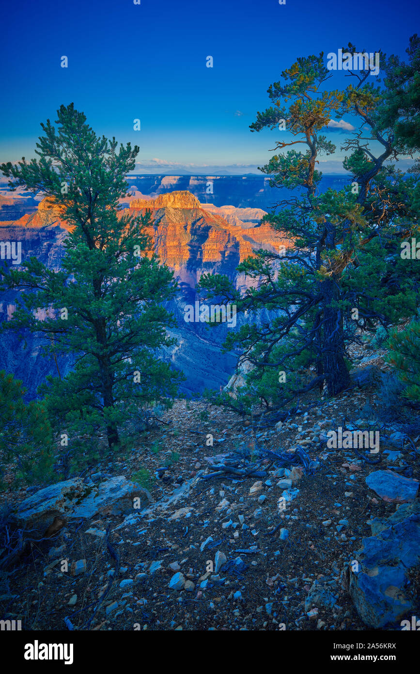 Grand Canyon at Dusk from North Rim at Point Sublime Stock Photo - Alamy