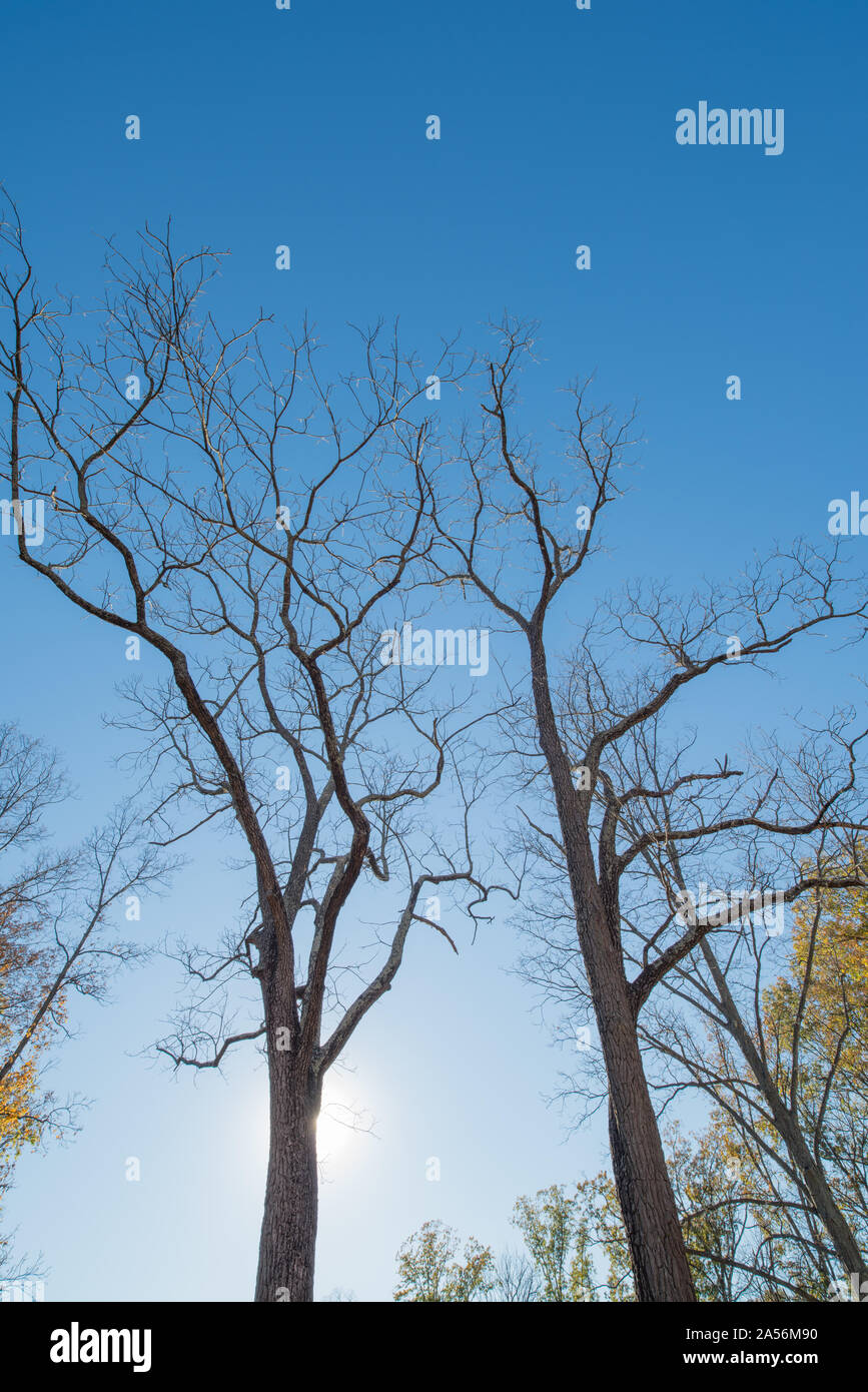 Walnut Trees in the Fall Stock Photo - Alamy