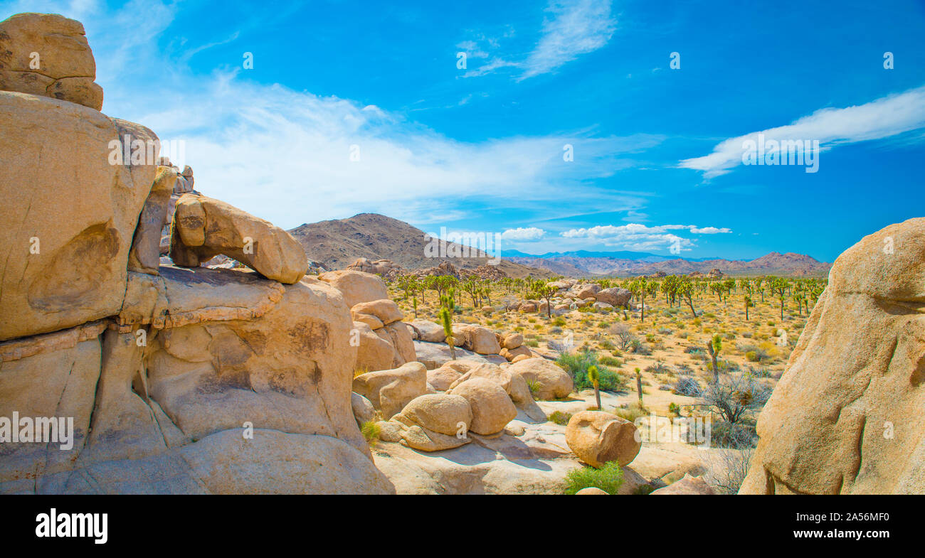 Joshua Tree Valley Stock Photo - Alamy