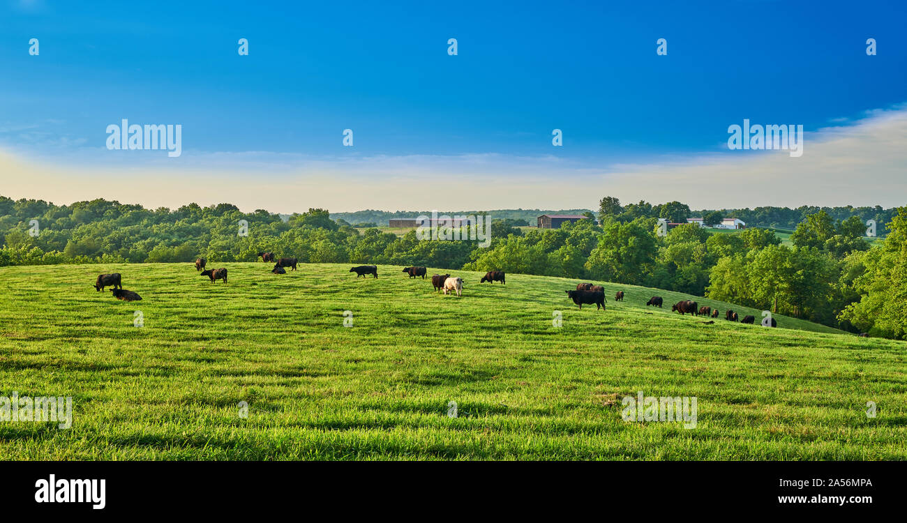 Cows in a Field Grazing Stock Photo - Alamy