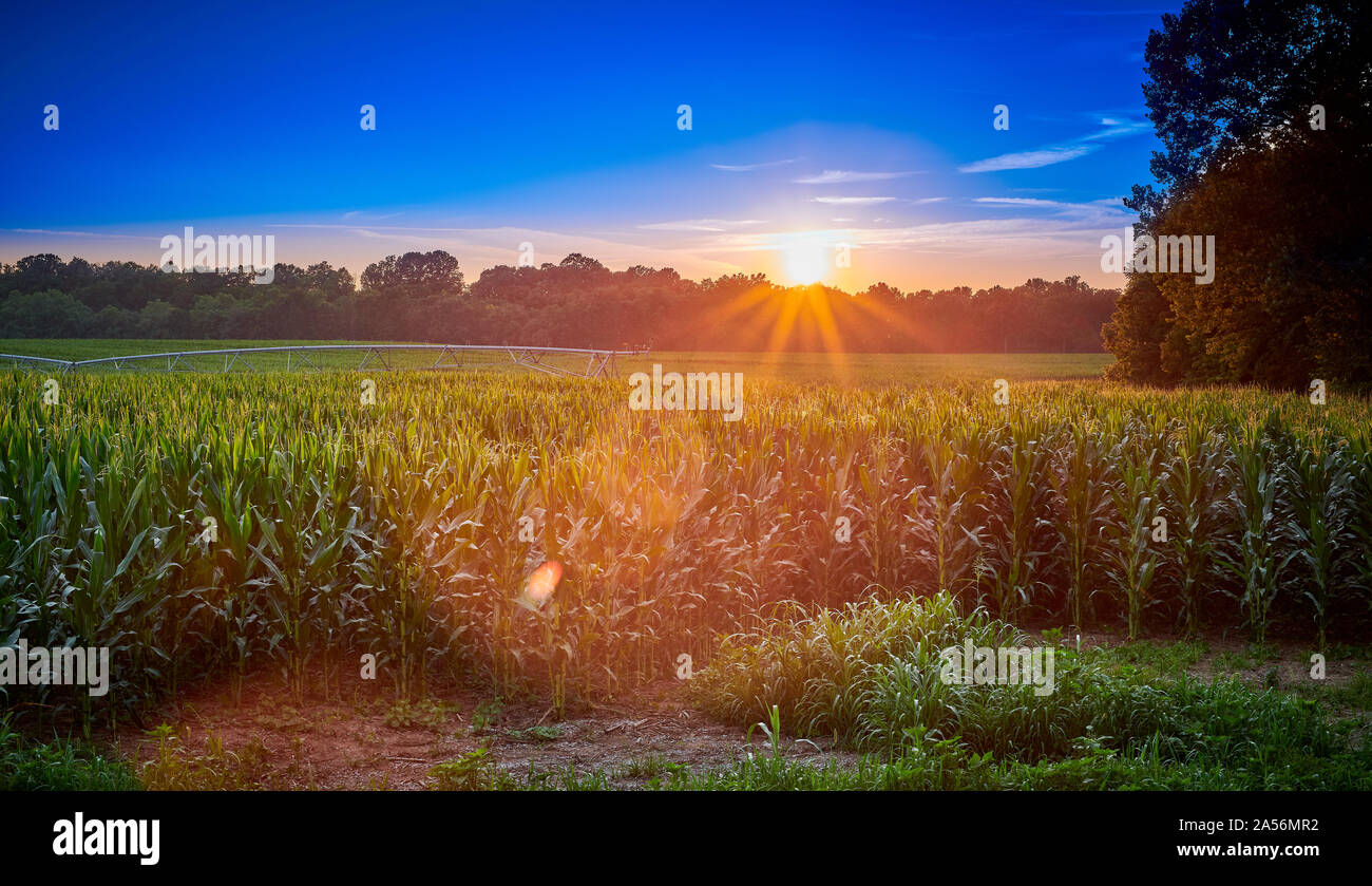 Beautiful corn field sunset hi-res stock photography and images - Alamy