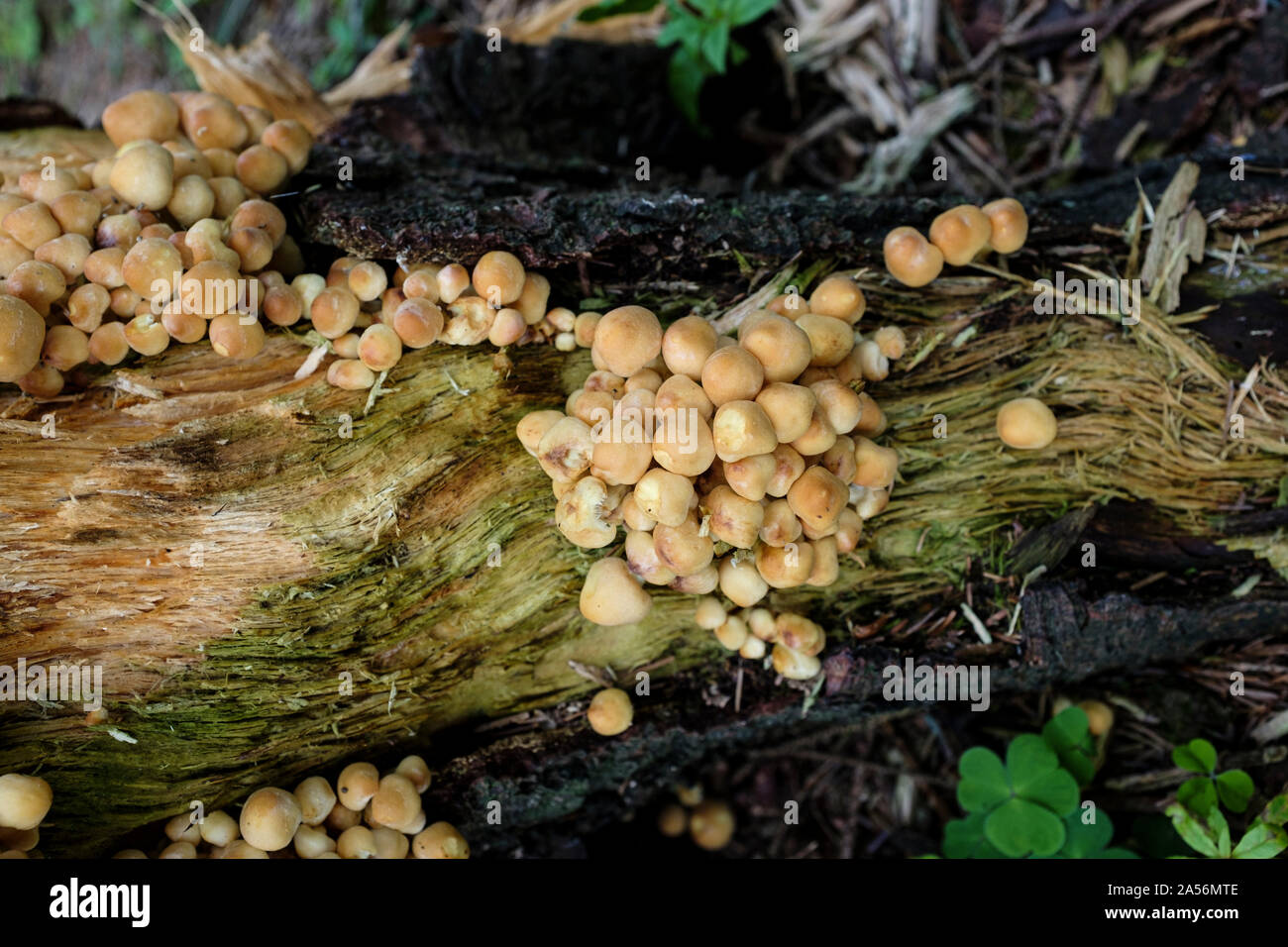 Honey coloured funghi on rotting pine tree stump Stock Photo - Alamy