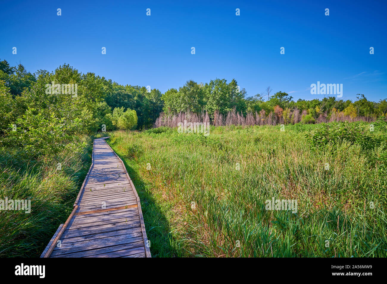 Boardwalk at Pershing State Park, MO Stock Photo - Alamy