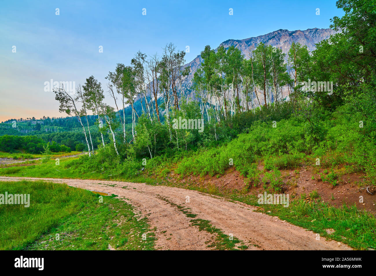 Marcellina hi-res stock photography and images - Alamy