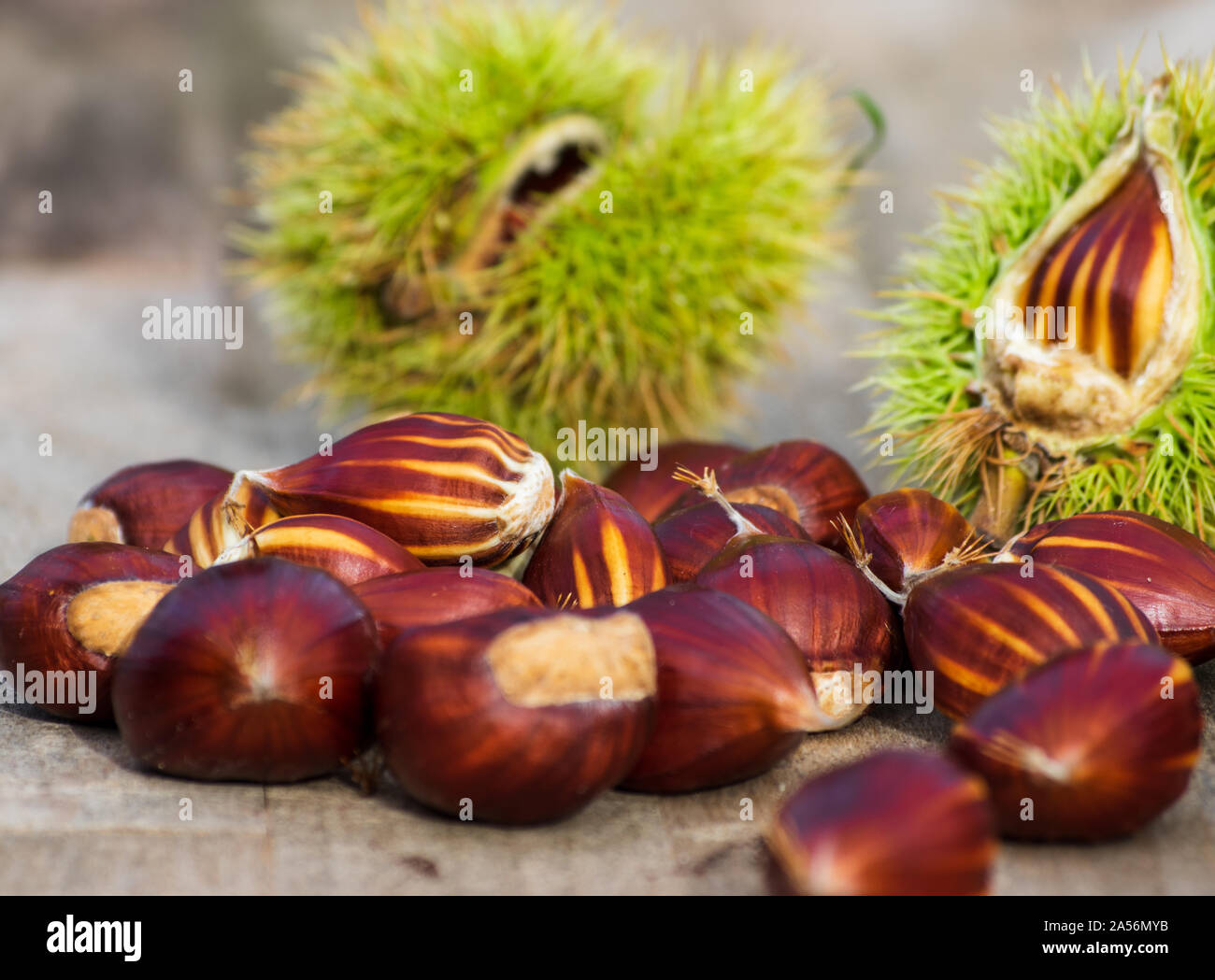 Harvest sweet edible chestnuts hi-res stock photography and images - Alamy