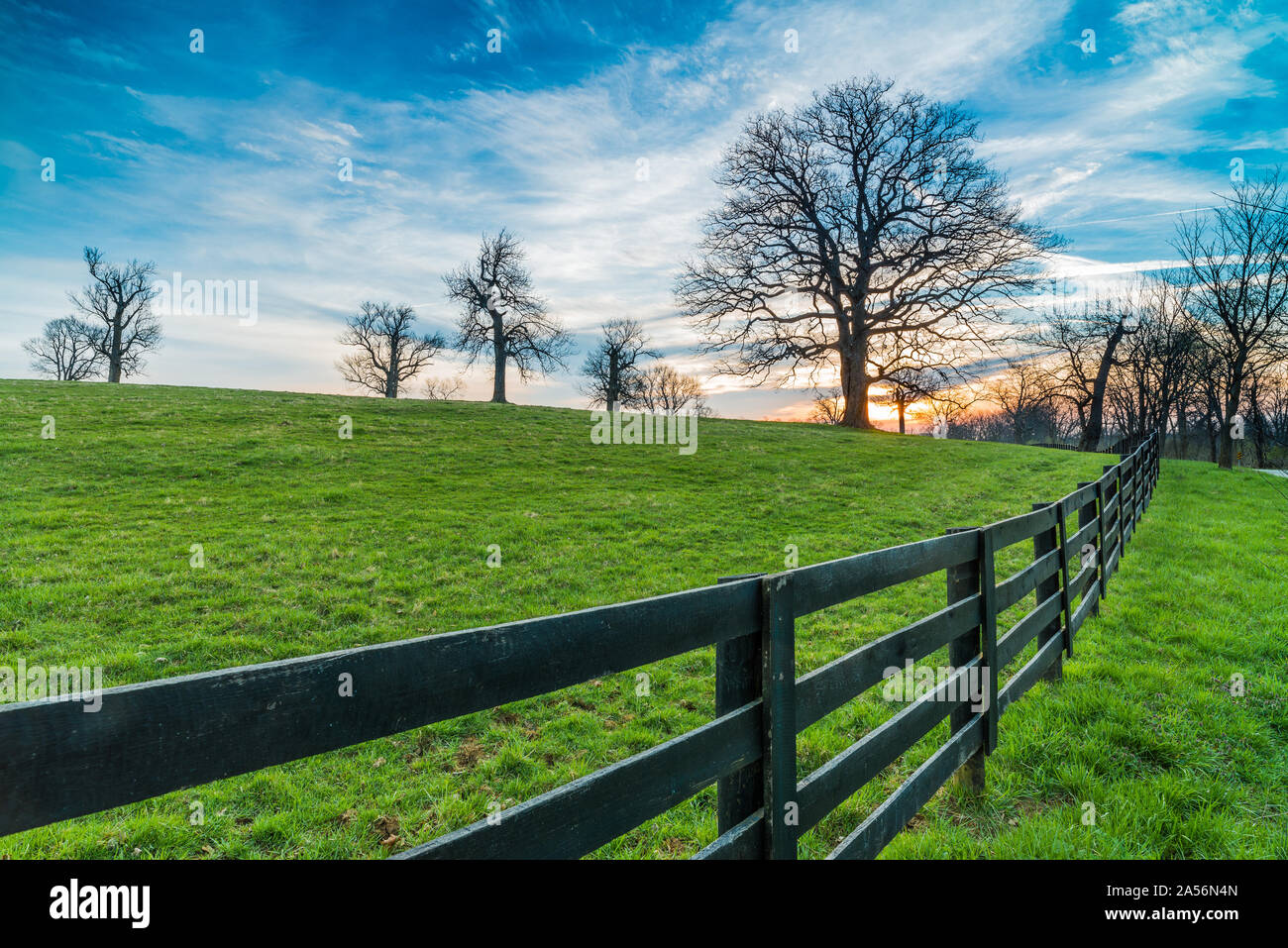 Field of Ancient Burr Oak Trees Stock Photo - Alamy
