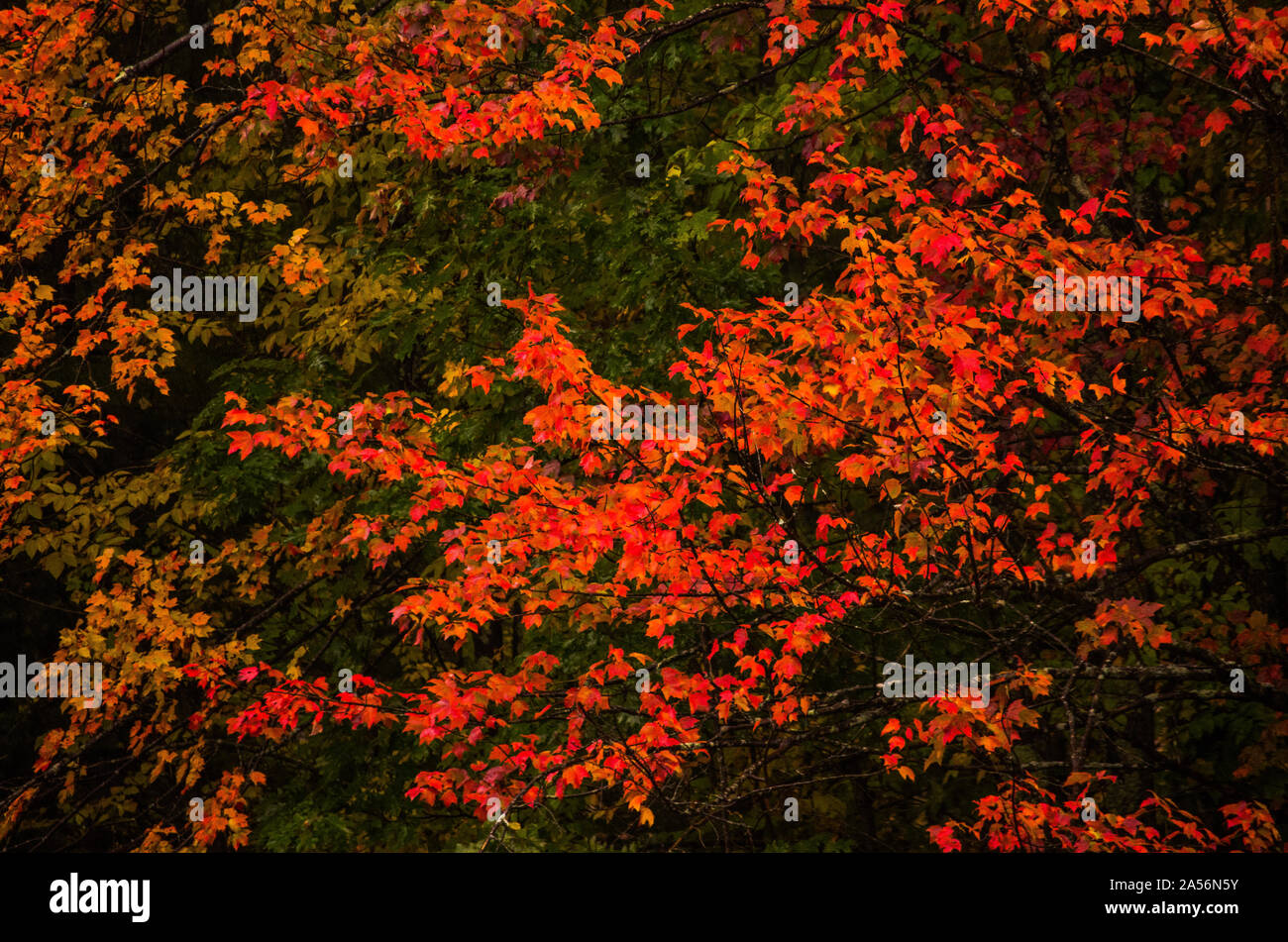 Foliage colored red and orange trees across the photo Stock Photo - Alamy